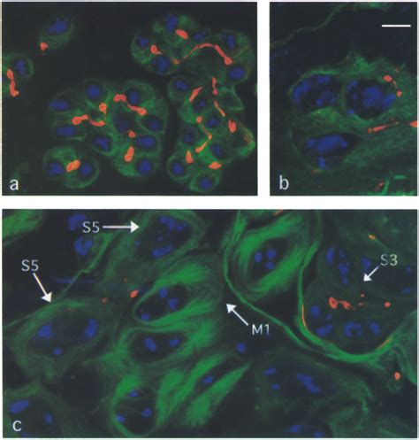 Actin Behavior In Oregon R Wild Type Primary Spermatocytes Through
