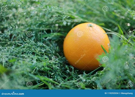 An Orange On Green Grass Lawn At Sunny Day In Summer Spring Park Garden