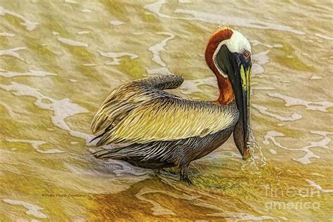Pelican At The Beach Painting By Deborah Benoit Fine Art America