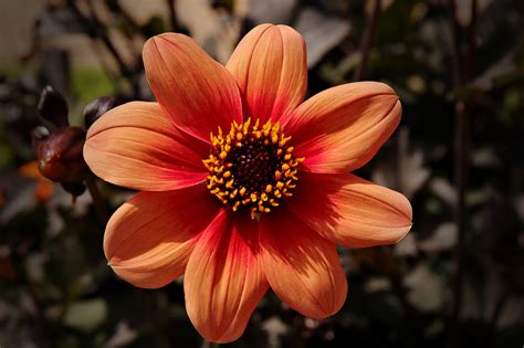 Orange Dahlia By Laura B R On Deviantart
