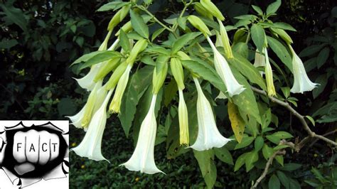 Top 10 Deadliest Poisonous Plants On Earth Youtube