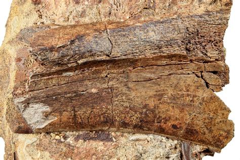 6 8 Dinosaur Edmontosaurus Bone In Sandstone Wyoming 265519 For
