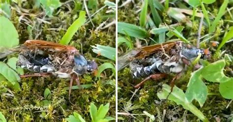 Video Of Zombie Bug Moving Over Grassland Goes Viral Netizens Are Left Terrified