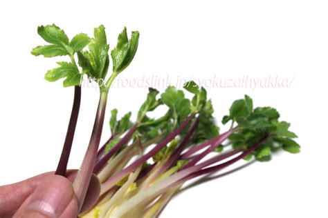 浜ぼうふうハマボウフウ浜防風の画像一覧旬の野菜百科