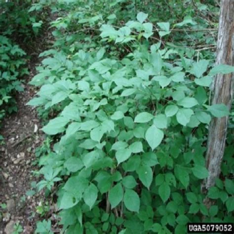 Staphylea Trifoliabladdernut Dropseed