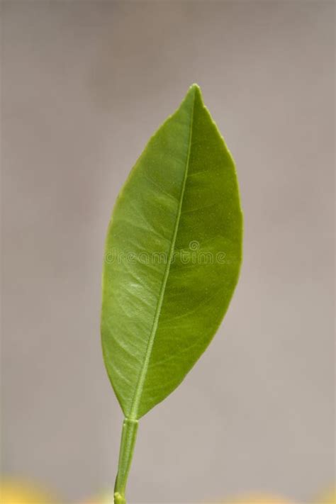 Calamansi Stock Image Image Of Hybrid Leaf Calamansi 251125091