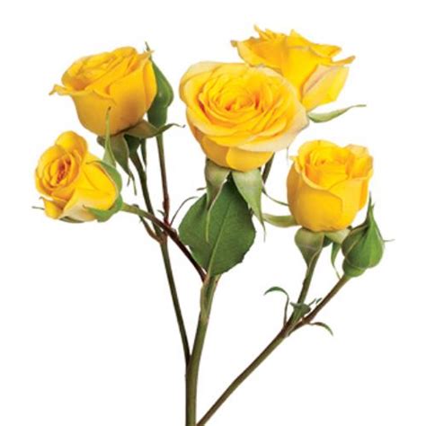 Rose Mini Yellow Spray Petalsafrica