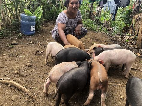 Donate To Meat Processing Livelihood For Women Farmers Globalgiving