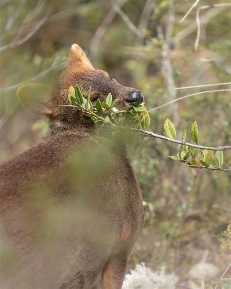 Un Acercamiento Fotográfico A La Fauna Chilota Ladera Sur