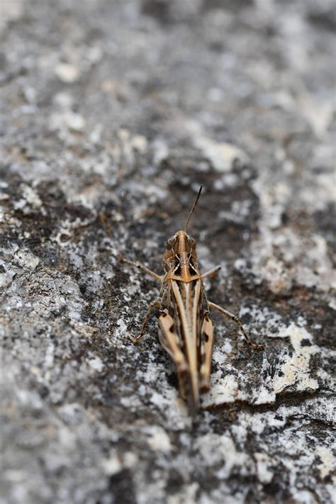 Grasshopper On The Stone By Thebootesartvoid On Deviantart