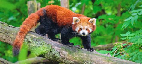 Definitive Guide To Chinese Red Panda Facts Habitat Conservation