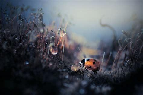 Wallpaper Water Atmosphere Ladybug Natural Landscape Arthropod