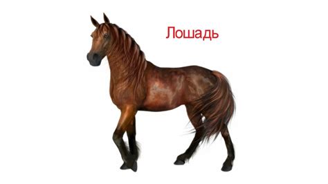 Домашние животные и птицы Развивающие мультики Youtube