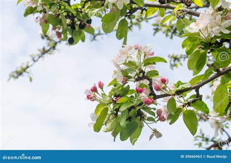 Budding And Blossoming Branches Of A Crabapple Tree Stock Image Image