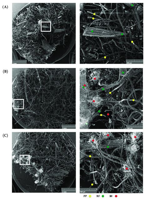 Scanning Electronic Microscope SEM Micrographs With Low Left And Download Scientific