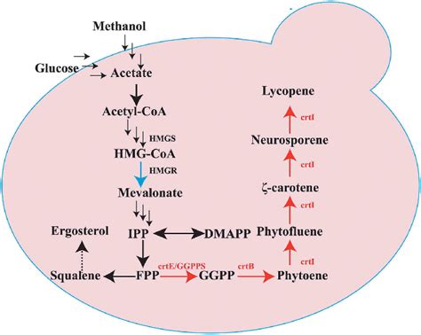 Overview Of The Lycopene Biosynthesis Pathway In P Pastoris Hmgr