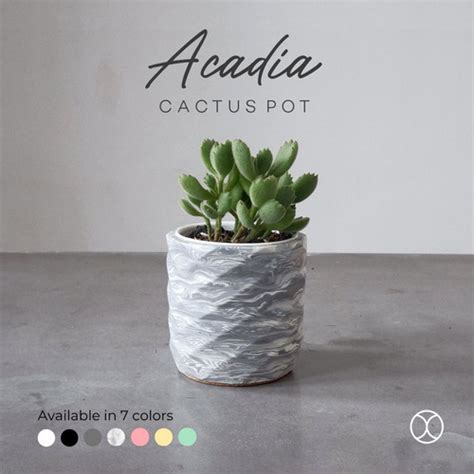 Jual Concreate Pot Kaktus Acadia 8 Cm Cactus Pot Dekorasi Meja