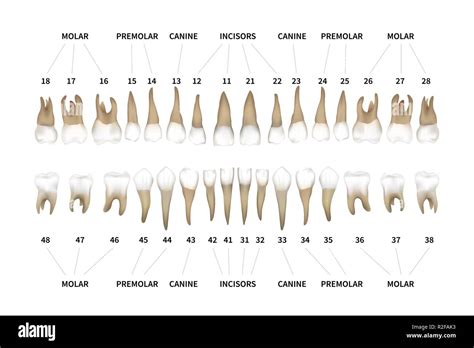Human Dentition Full Infographic Chart With Teeth Numbers For Upper And Lower Jaws On White