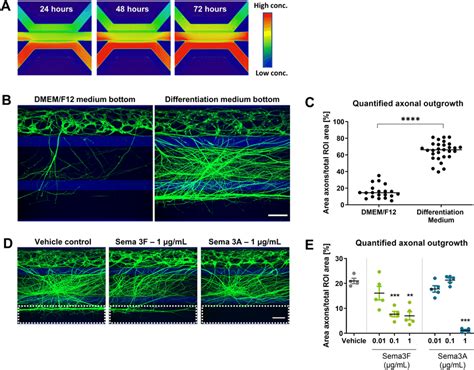 Attraction And Repulsion Of Axons A Gradient Formation Is Visualized