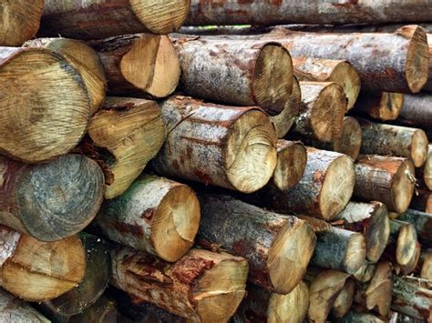 Maple Logs Images Free Download On Freepik