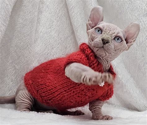 Find Your Perfect Kitten Today 🐾 Adopt Buy Or Connect Near You