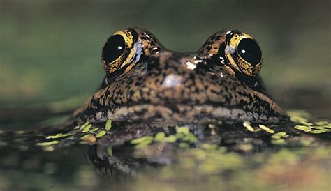 Natural History
