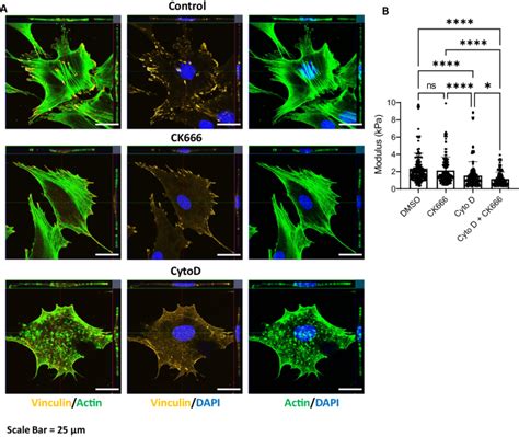 Nuclear Actin Structure Regulates Chromatin Accessibility Nature