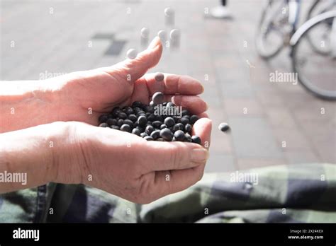 Seeds Are Embryonic Plants Protected By Outer Covering Seeds Protected