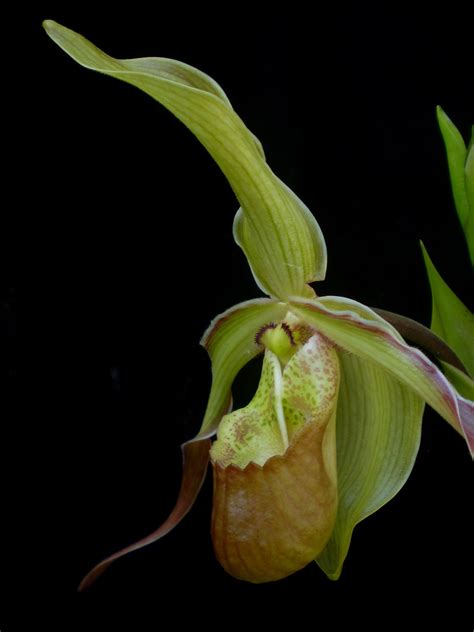 Phrag Les Dirouilles 4n Carnivorous Plants Orchids Beautiful Flowers