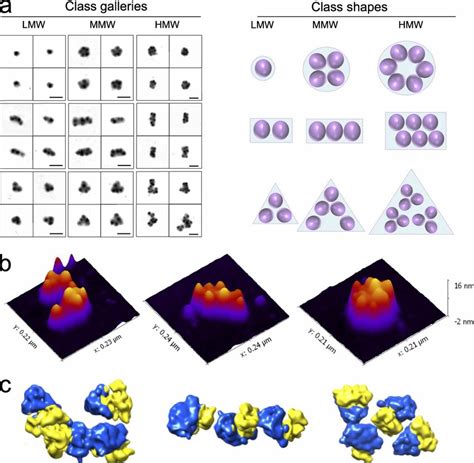 Three Recurrent Classes Of Polysomes Display Specific Conformations Download Scientific