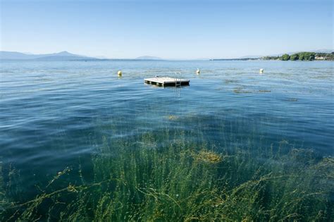 Lepfl Lance Un Projet Participatif Pour évaluer La Santé Du Léman 24