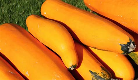 19 Types Of Yellow Squash Crate And Basket