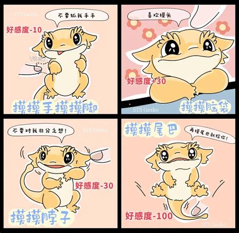 睫角守宫触摸指南：如何正确与它们互动 花瓣网