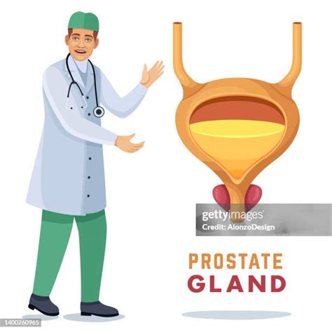 Male Anatomy Prostate Photos And Premium High Res Pictures Getty Images