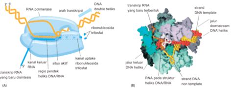 Transkripsi Dna Sintesis And Modifikasi Rna Biokimia Kedokteran