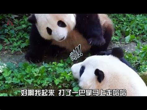 两姐弟的打闹日常花花这个小机灵轻松应对弟弟的挑逗快言快娱 YouTube