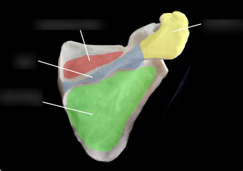 The Appendicular Skeleton Scapula Diagram Quizlet