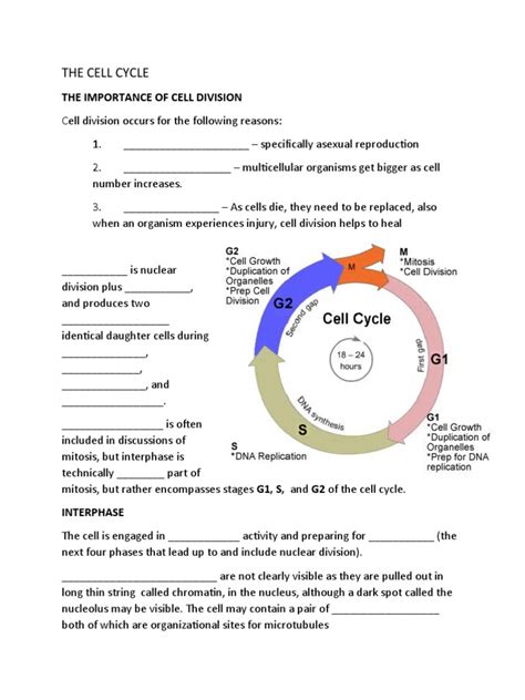 The Cell Cycle Worksheet Pdf Mitosis Cell Cycle