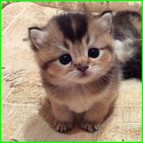 Gambar Lucu Imut Cantik Barkocaku Terlucu