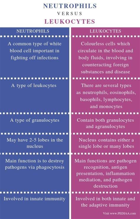 What Is The Difference Between Neutrophils And Leukocytes Biology Different Wbc