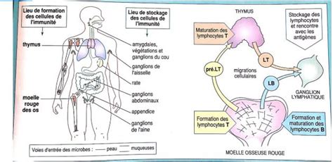 Svttd Les Organes Du Système Immunitaire Exercice Je Découvre