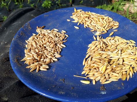 An English Homestead Small Scale Grain