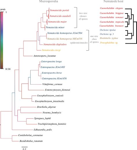 Bayesian Inference Phylogeny Of Concatenated Ssu Rdna And βtubulin