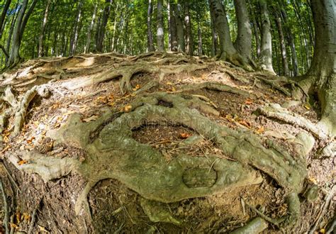 Root System Stock Image Image Of Nature Forest Root 294095393