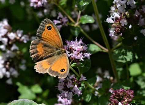 Bishop Latimer Community Bishop Latimer Community Garden