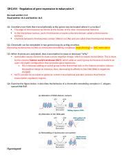 Regulation Of Gene Expression In Eukaryotes II Chromatin Course Hero