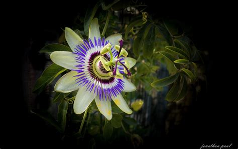 2560x1600 Passion Flower Desktop Wallpaper Coolwallpapersme