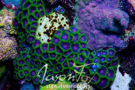 Zoanthids Softies Jason Fox Signature Corals