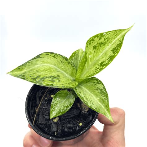 Diffenbachia Amy Buy Indoor Plants Online The Plant Buddies Australia