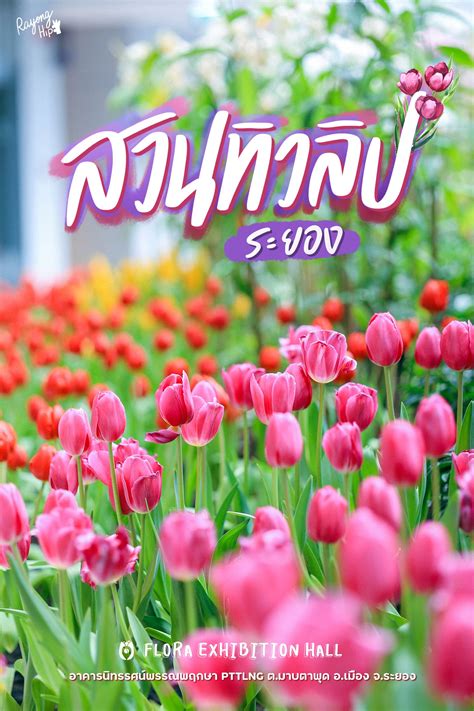 Rayonghip Update สวนทิวลิป ระยอง 🌷 Flora Exhibition